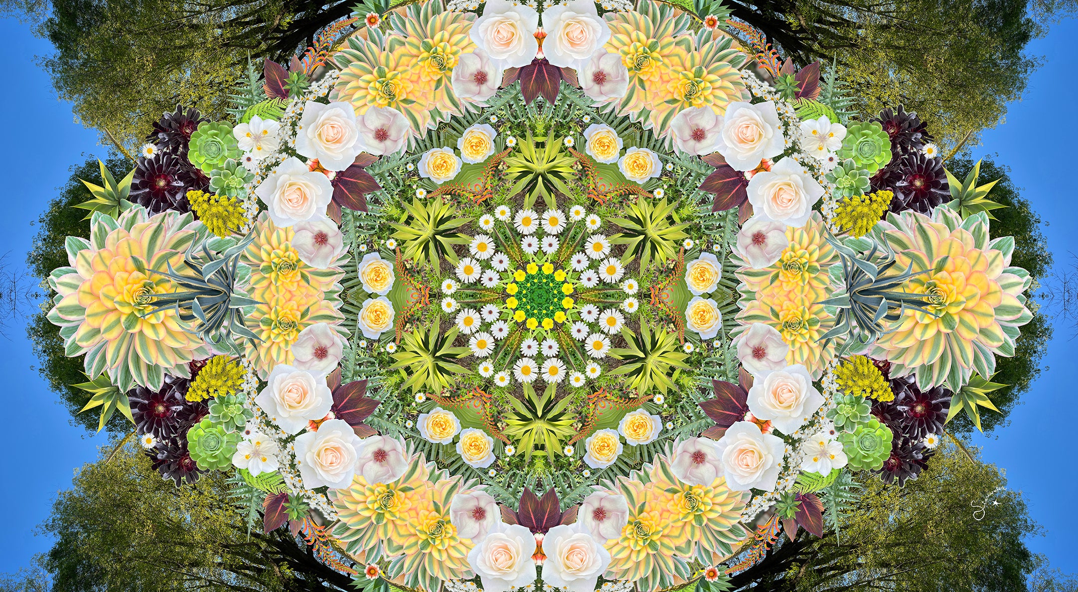 Flower Mandala Series – Jamila Starwater